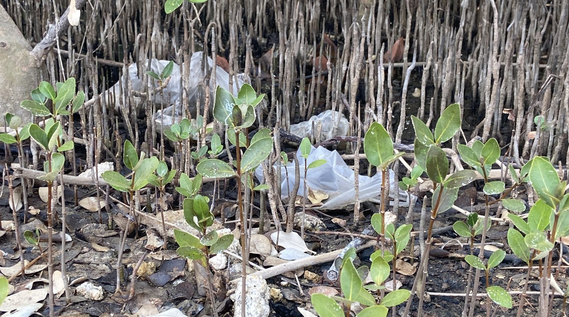 Plastic Pollution in Thailand Mangrove Forest Reflecting the Situation ...